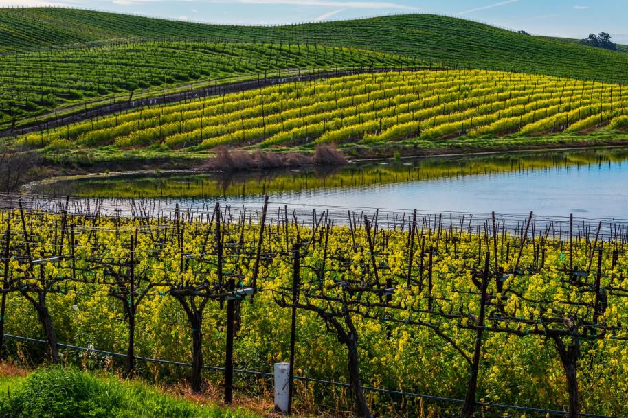 The Barrel Room | Wild Horse Winery